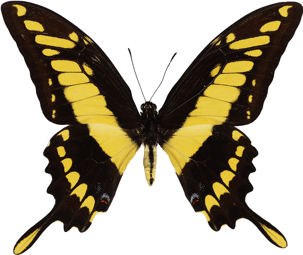 P.thoas cinyras | L'Atelier Entomo